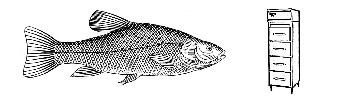 The meaning of the word and it’s misunderstanding: Fish File – a one ...